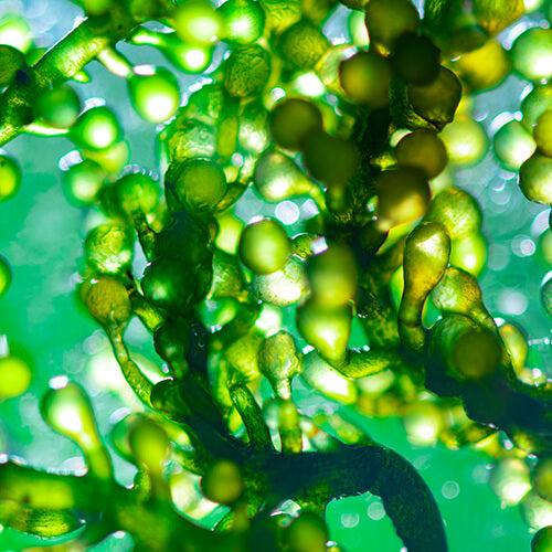 Chlorella – Zhou Nutrition