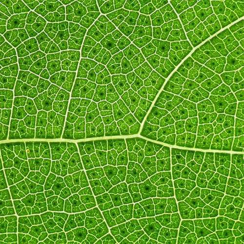 Chlorophyll – Zhou Nutrition