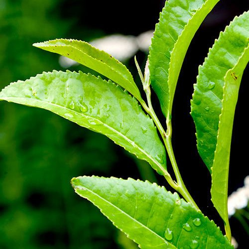 Green Tea Extract - Boost Metabolism & Heart Health – Zhou Nutrition